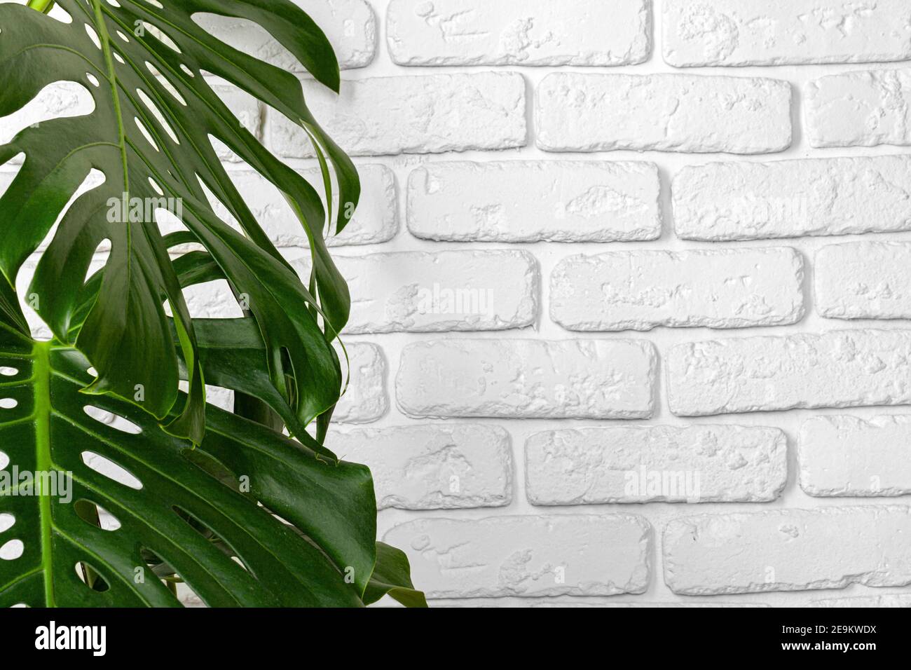 Close up of a monstera plant leaves against white brick wall Stock ...