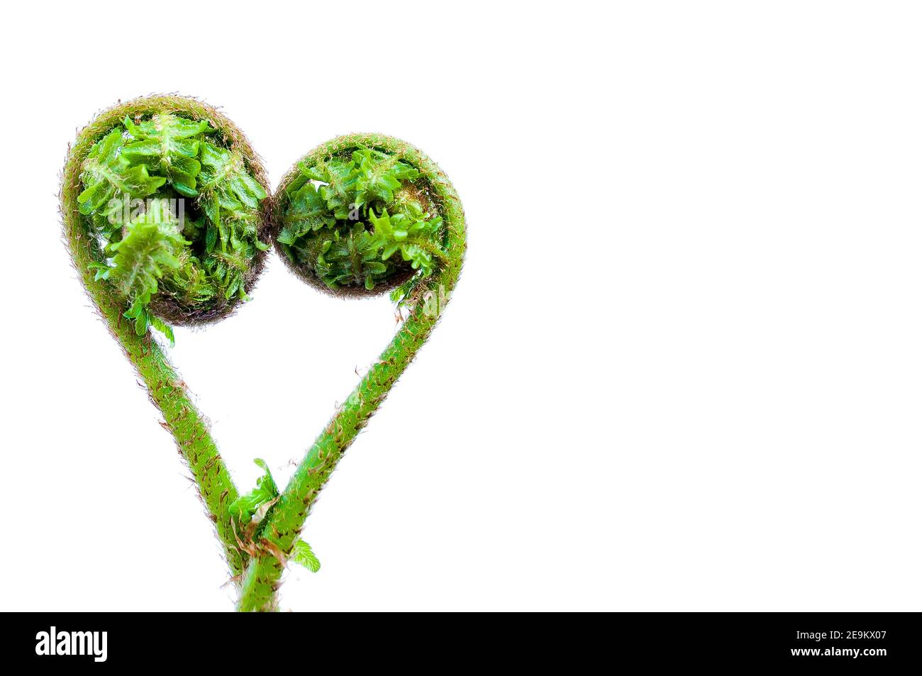 Fern fronds in heart shape hi-res stock photography and images - Alamy