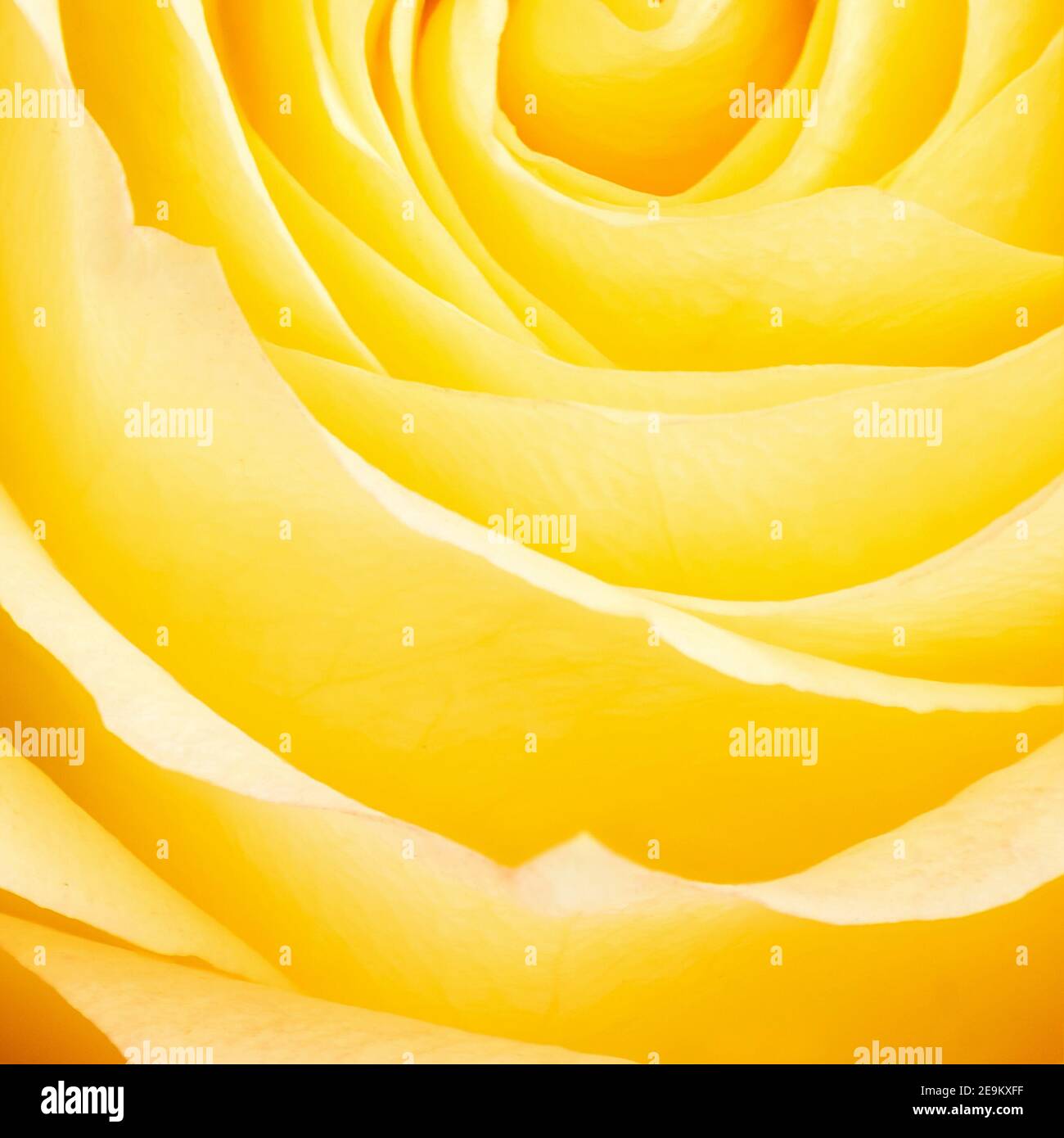 Close-up yellow rose. Nature background. Soft focus Stock Photo - Alamy