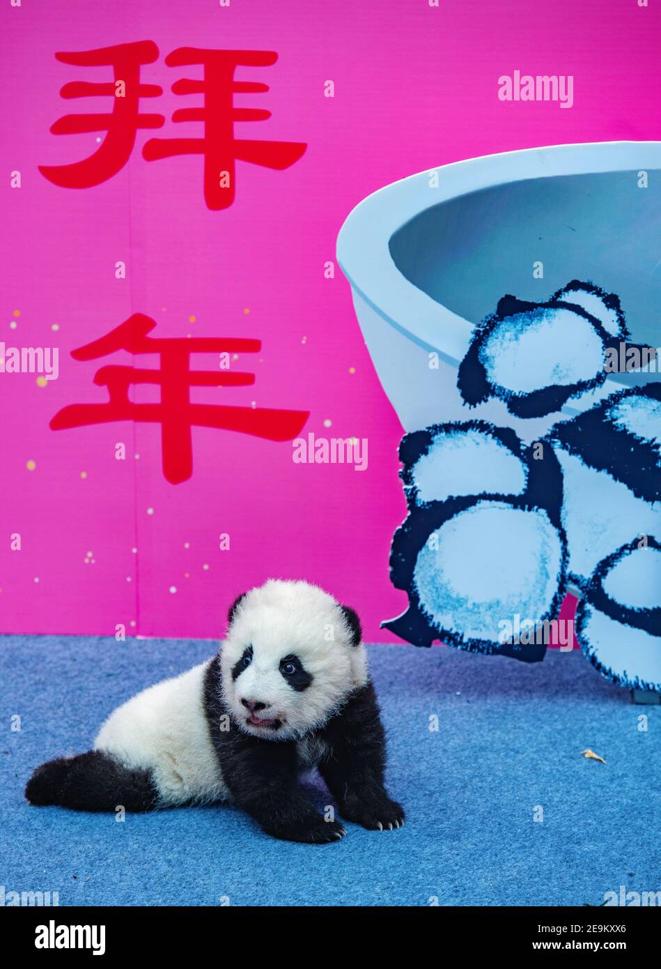 Ahead of Chinese lunar new year celebration, a group of 14 pandas born ...