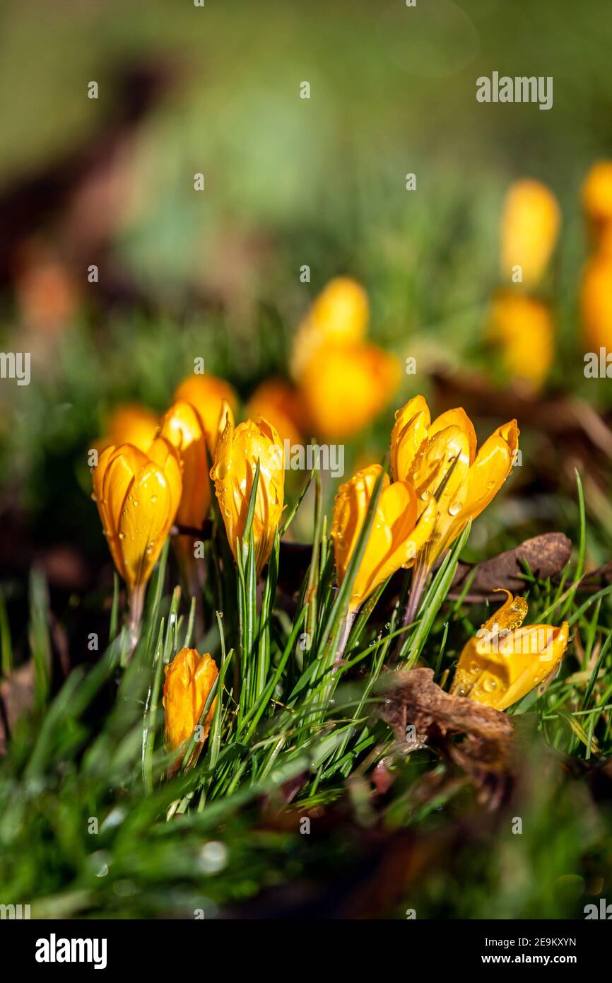 Yellow crocus flowers in the February sunshine Stock Photo - Alamy