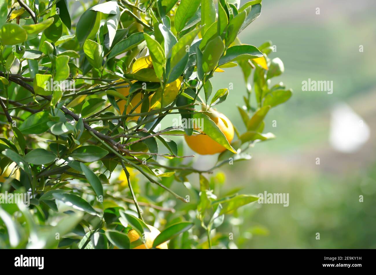 orange farm, orange tree in the orchard Stock Photo - Alamy