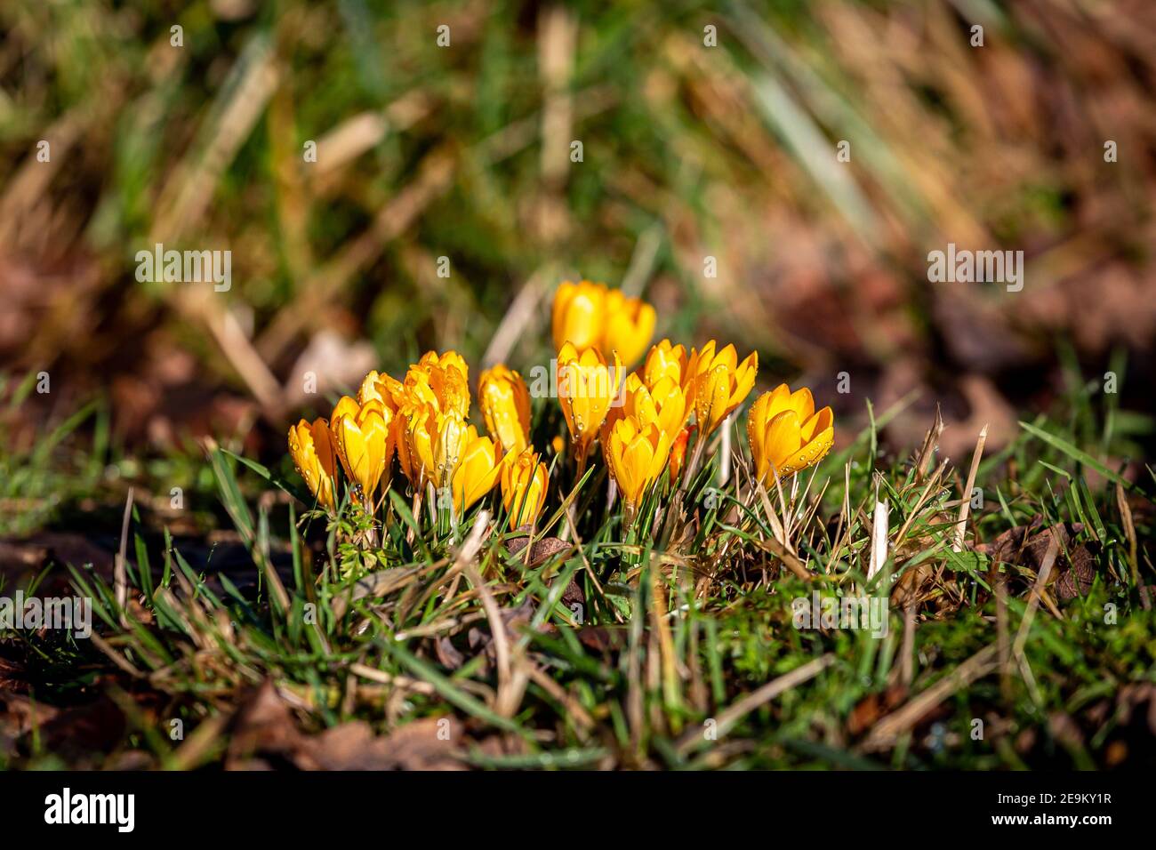 Yellow crocus flowers in the February sunshine Stock Photo - Alamy