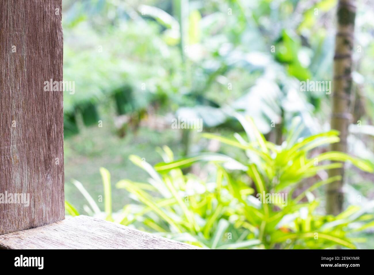 Jungle garden window hi-res stock photography and images - Alamy