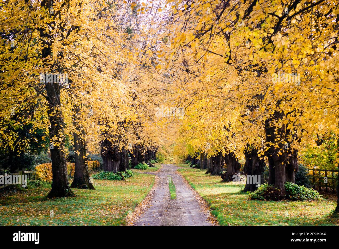 Majestic autumn scene with a rural footpath in a park surrounded by ...