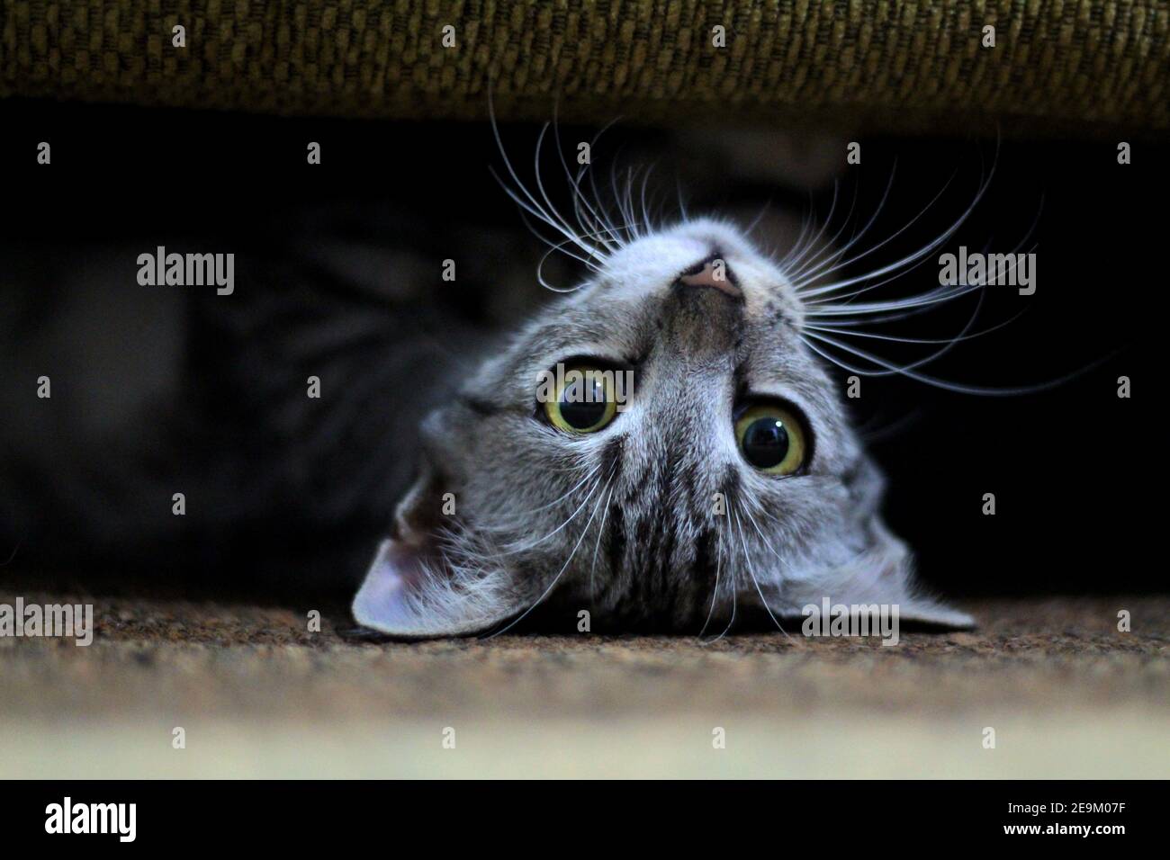 Closeup portrait of a playful domestic cat lying upside down under a ...