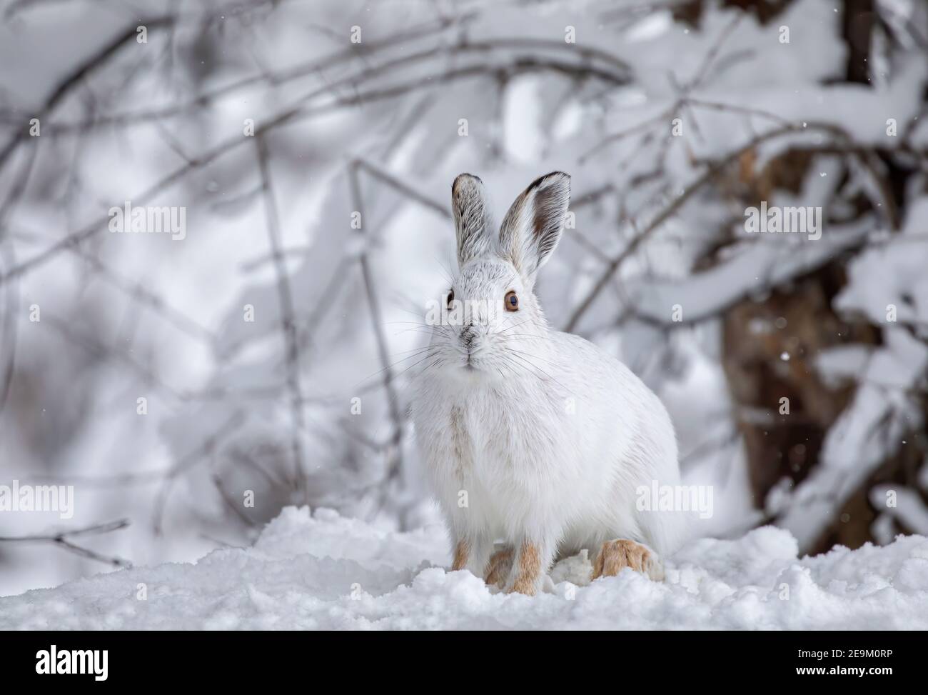 White snowshoe hare or Varying hare closeup in winter in Canada Stock ...