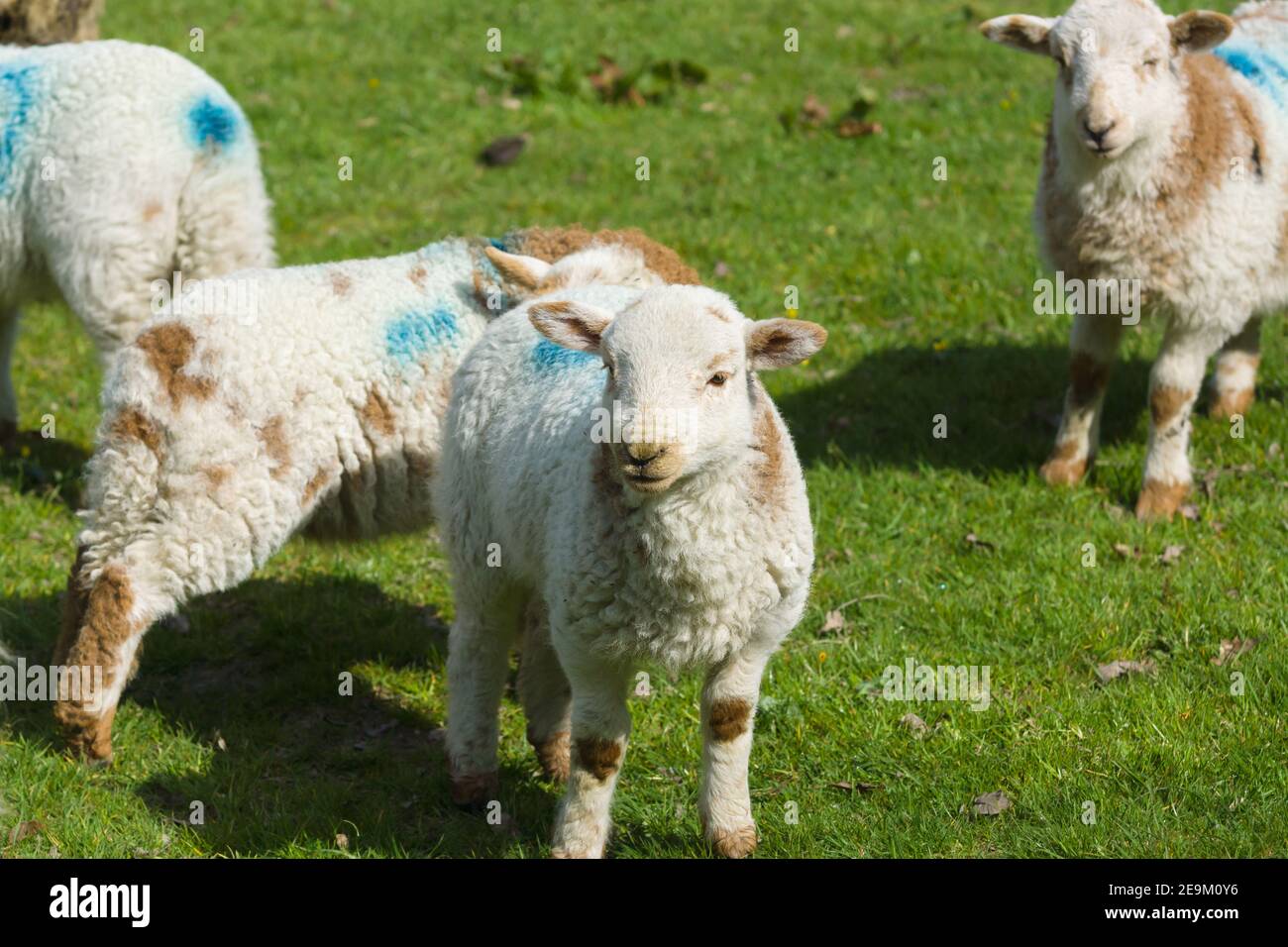North wales nature spring hi-res stock photography and images - Alamy