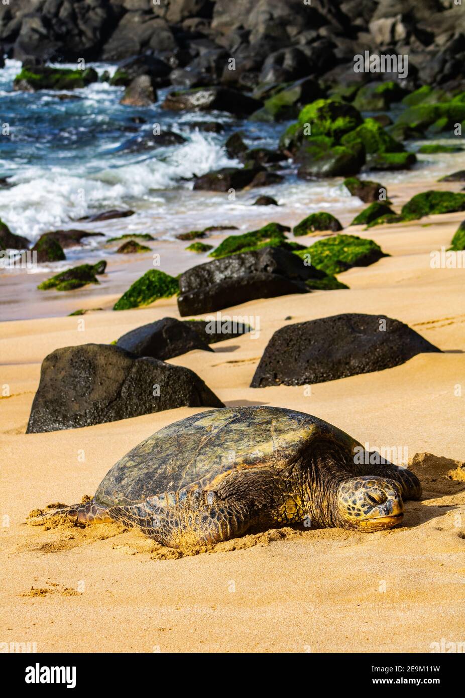 Bealtiful turtles in Hawaii Laniakea north shore oahu Hawaii HI Stock ...