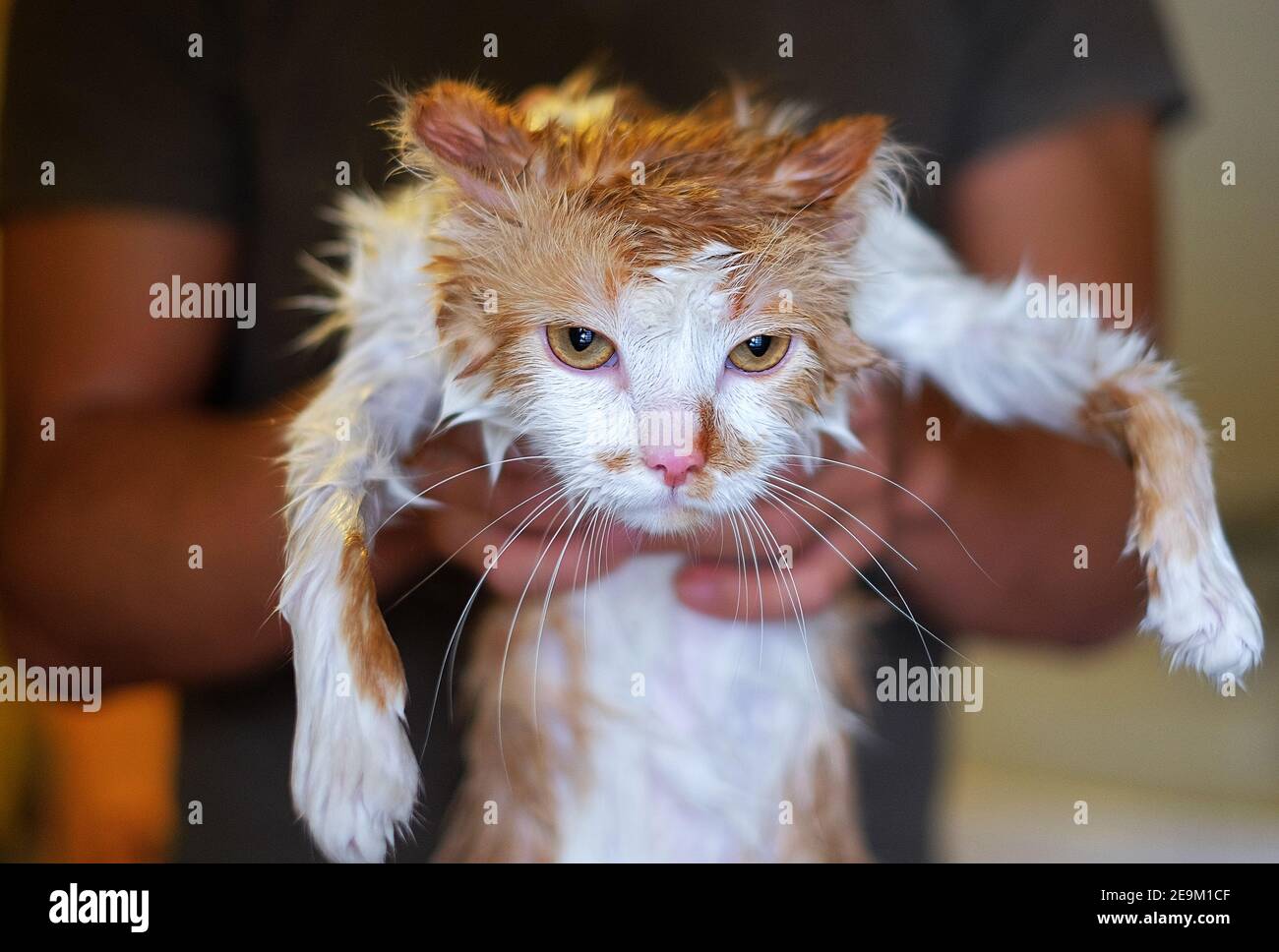 Wet and unhappy cat in human hands after bathing Stock Photo - Alamy