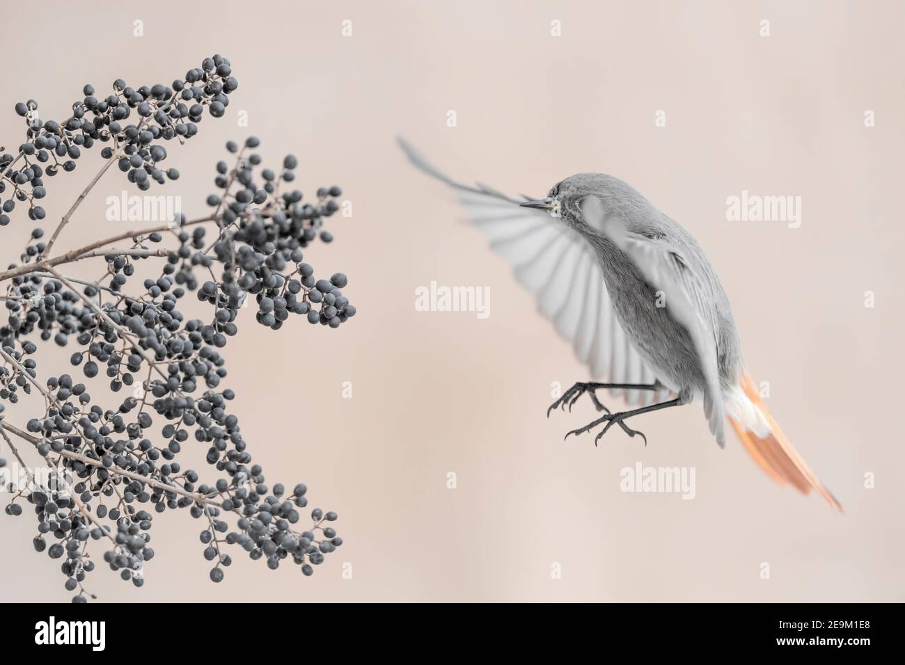 Redstart female in flight (Phoenicurus phoenicurus Stock Photo - Alamy