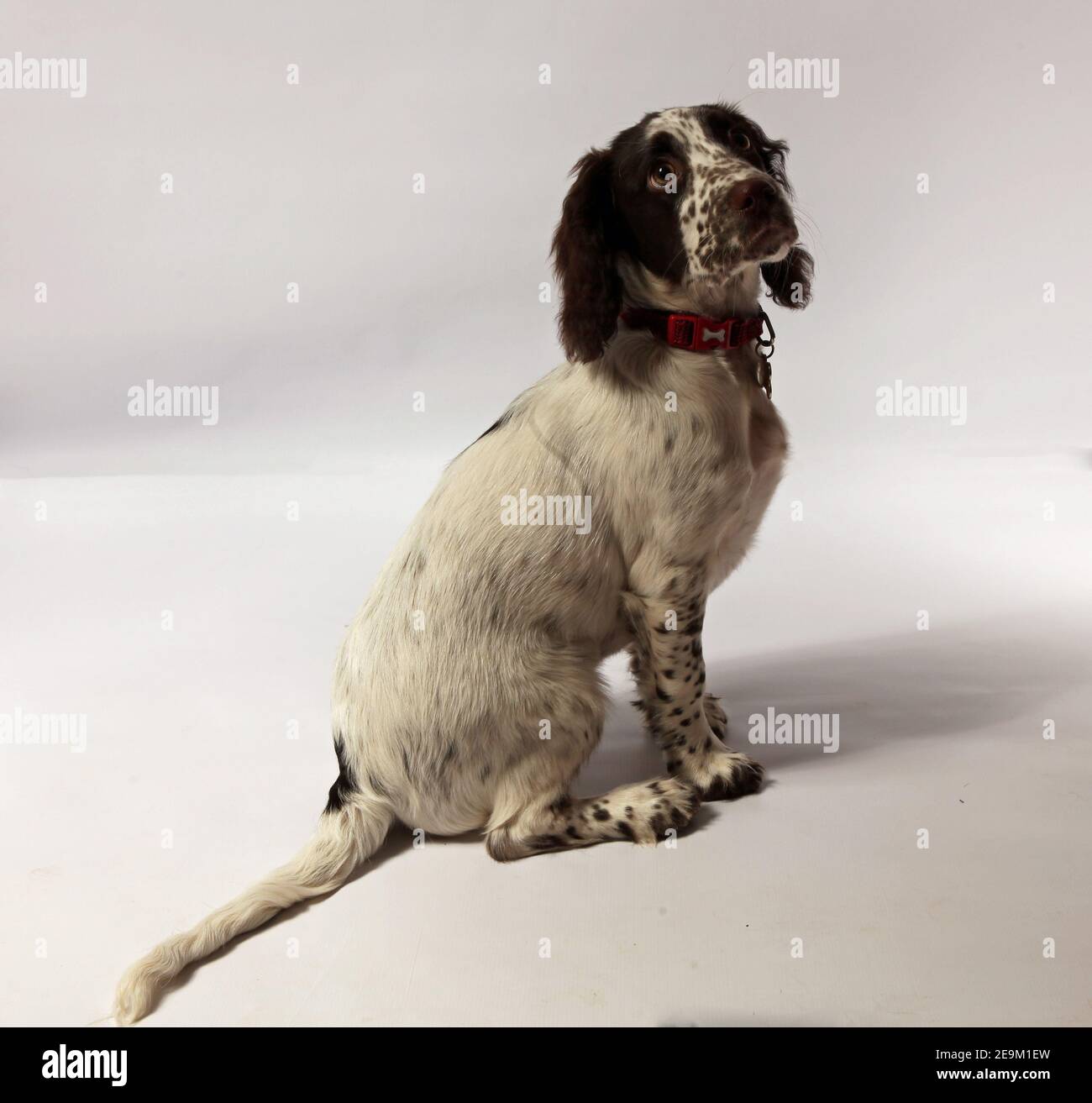 Young sprocker spaniel hi-res stock photography and images - Alamy