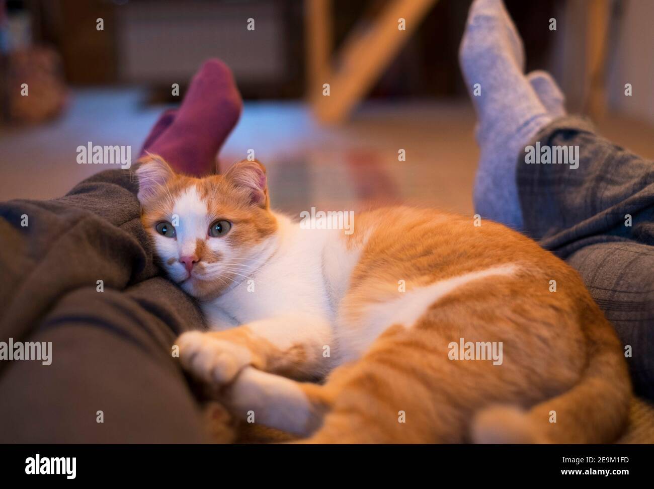 cute cat lying between man and woman legs Stock Photo - Alamy