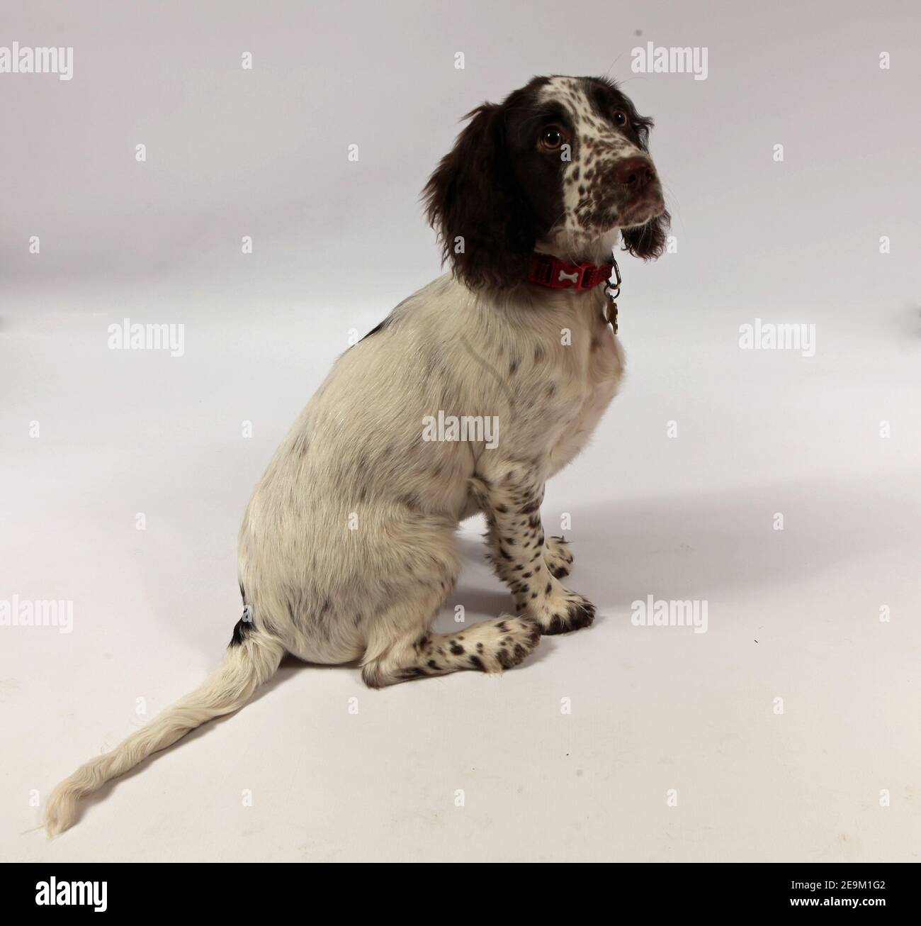 Young sprocker spaniel hi-res stock photography and images - Alamy