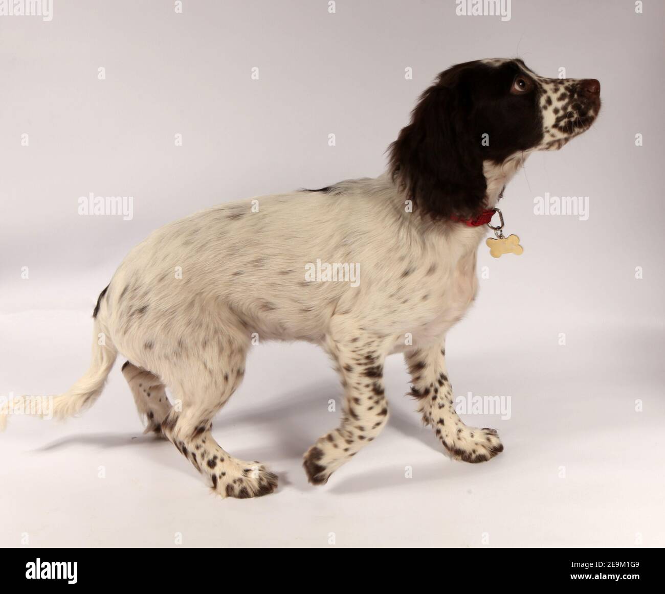 Young sprocker hi-res stock photography and images - Alamy