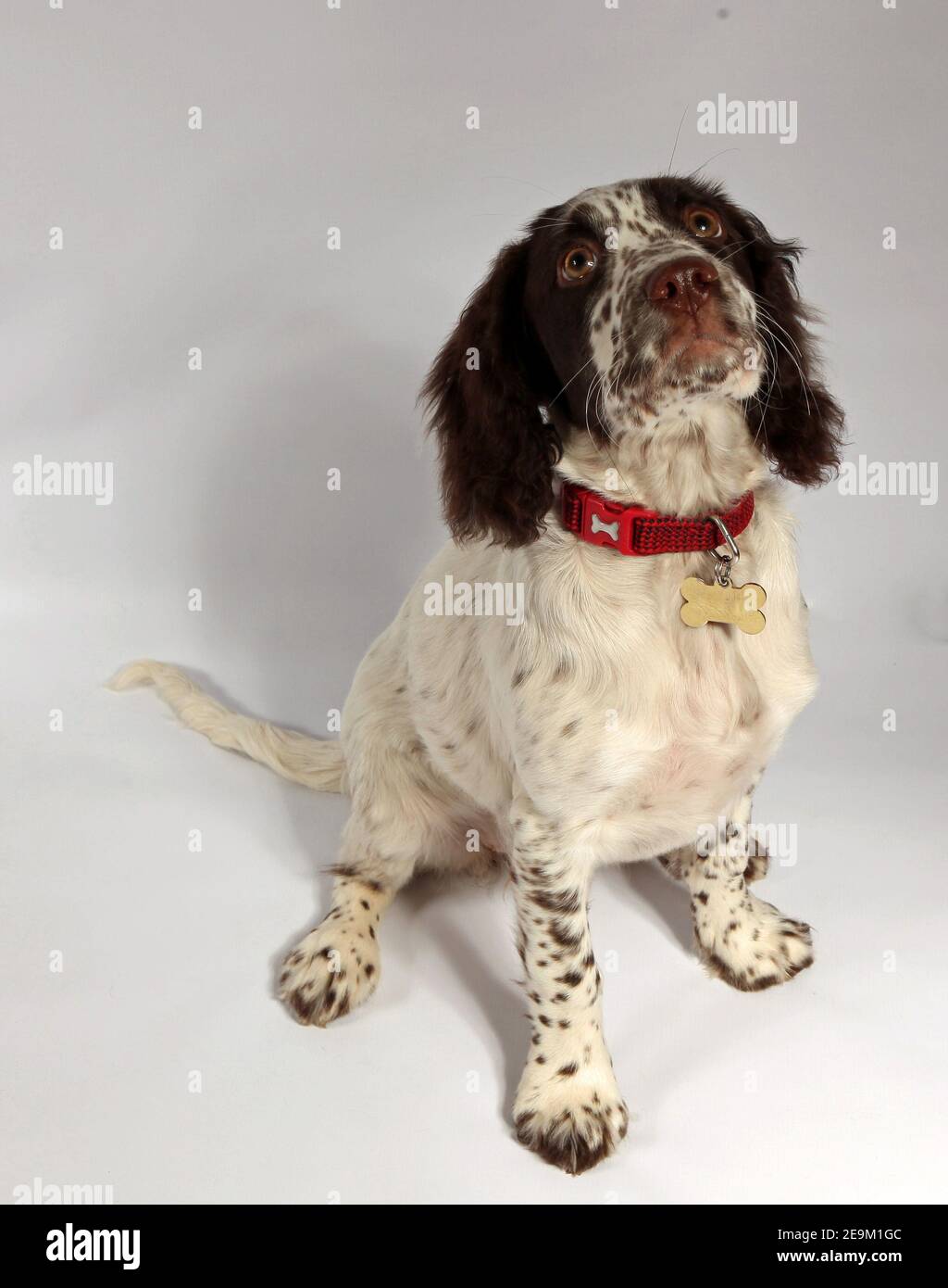 Young sprocker spaniel hi-res stock photography and images - Alamy