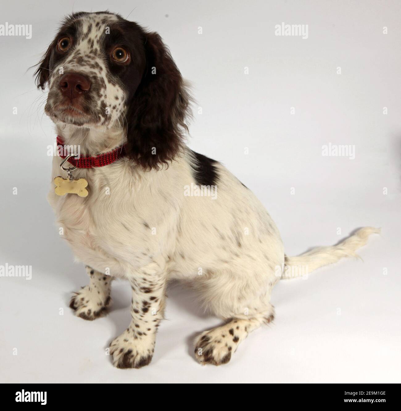 Young sprocker spaniel hi-res stock photography and images - Alamy