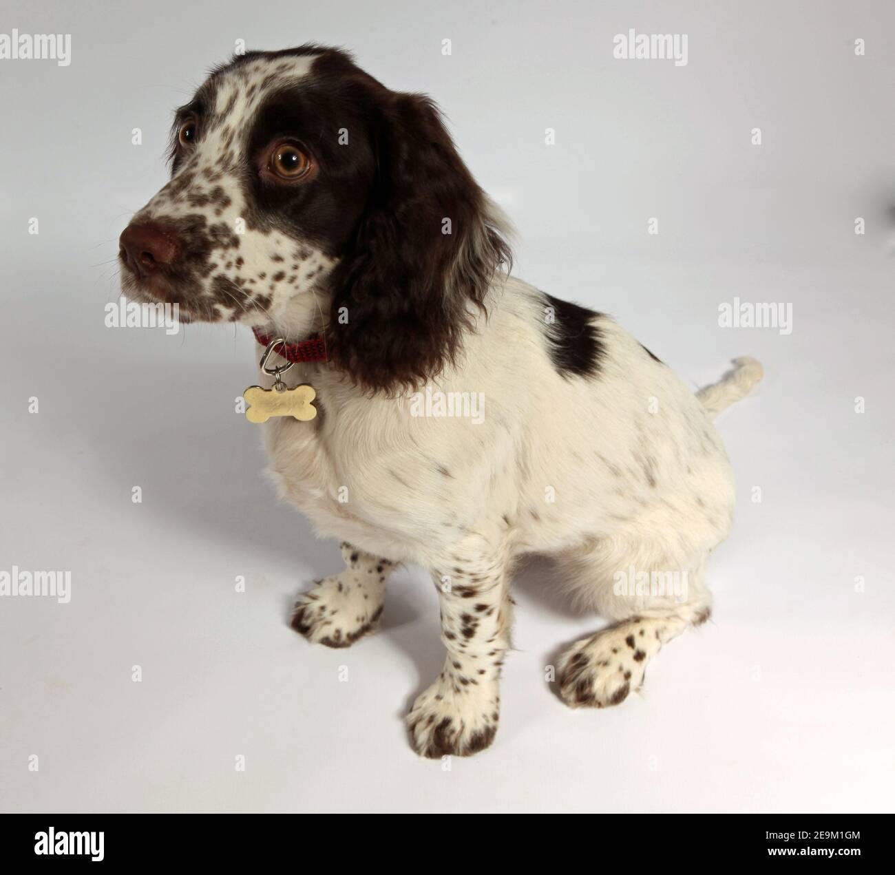 Young sprocker spaniel hi-res stock photography and images - Alamy