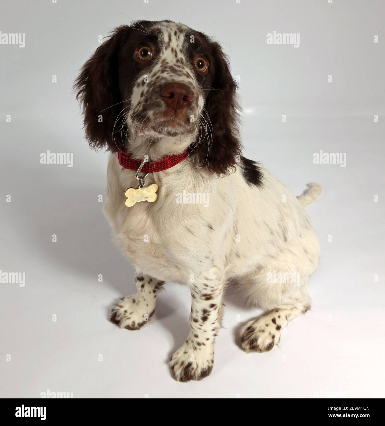 Sprocker dog cocker spaniel hi-res stock photography and images - Alamy