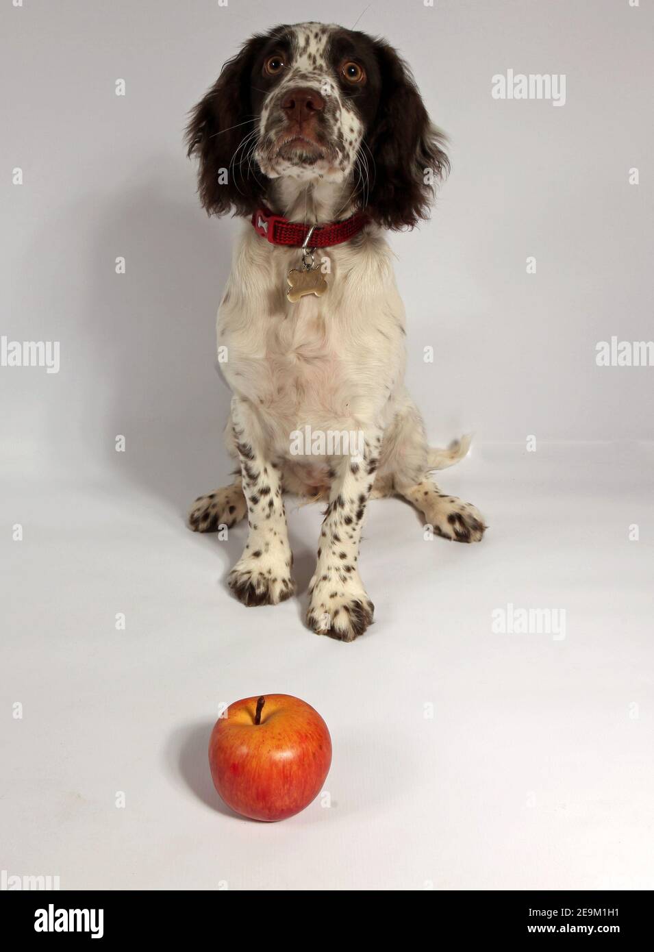 Young sprocker spaniel hi-res stock photography and images - Alamy