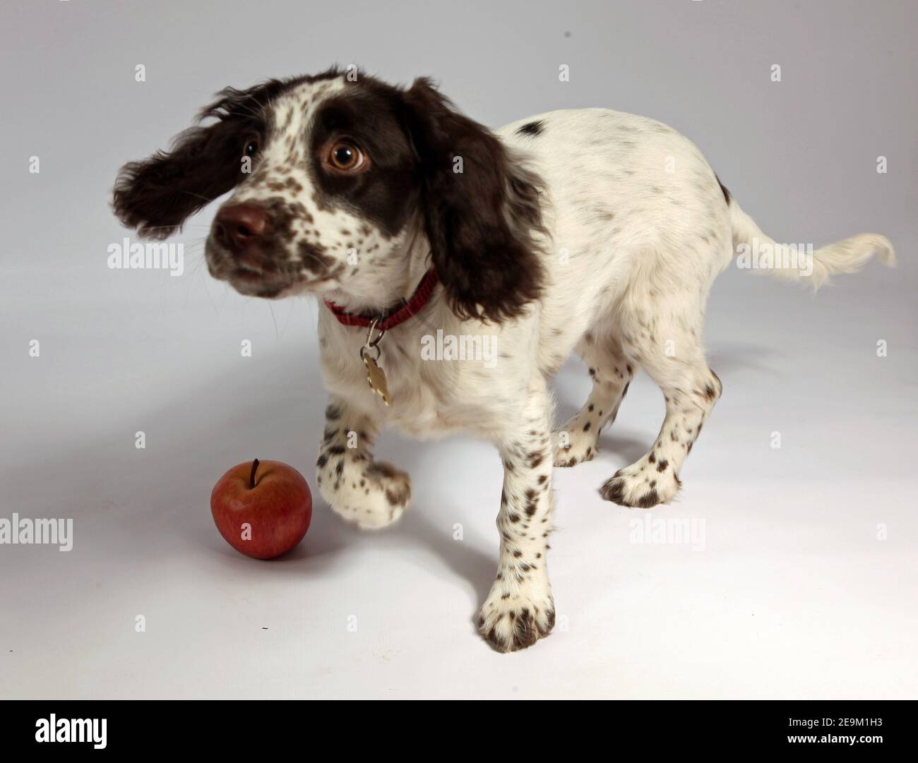 Young sprocker spaniel hi-res stock photography and images - Alamy