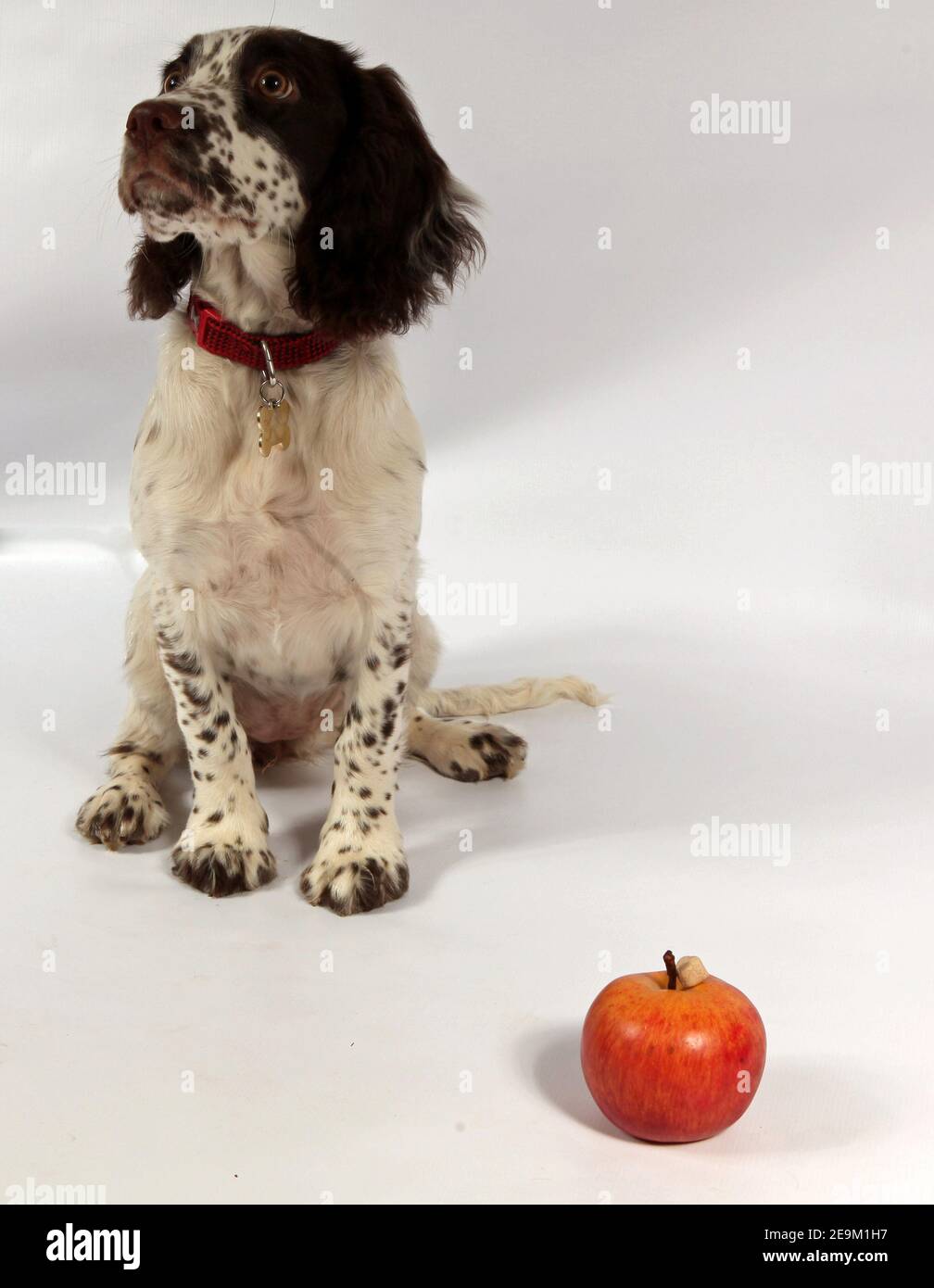Young sprocker spaniel hi-res stock photography and images - Alamy