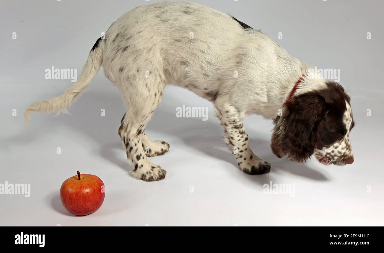 Young sprocker spaniel hi-res stock photography and images - Alamy