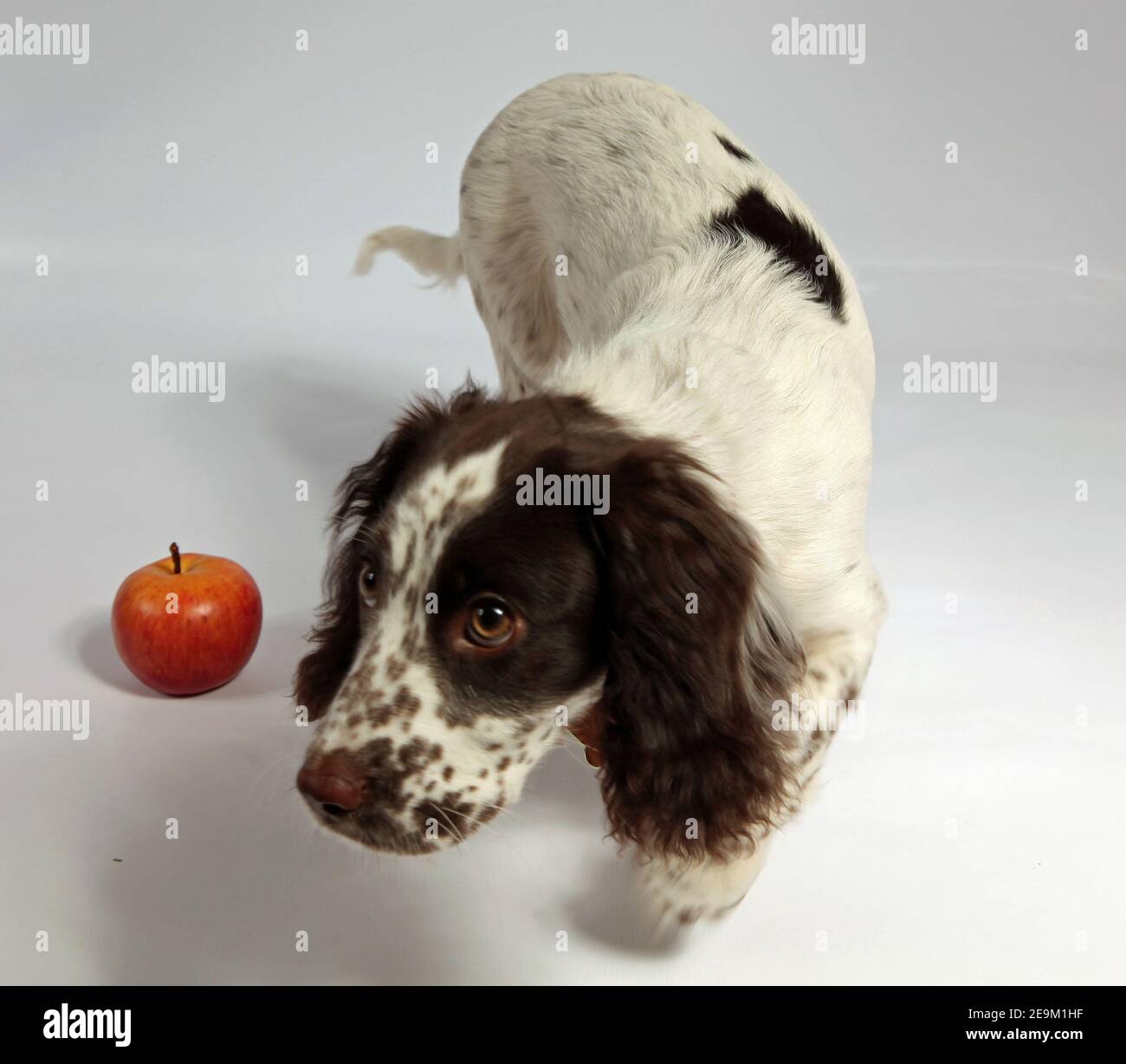 Young sprocker spaniel hi-res stock photography and images - Alamy