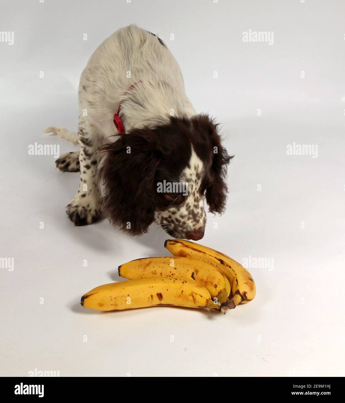 Young sprocker spaniel hi-res stock photography and images - Alamy