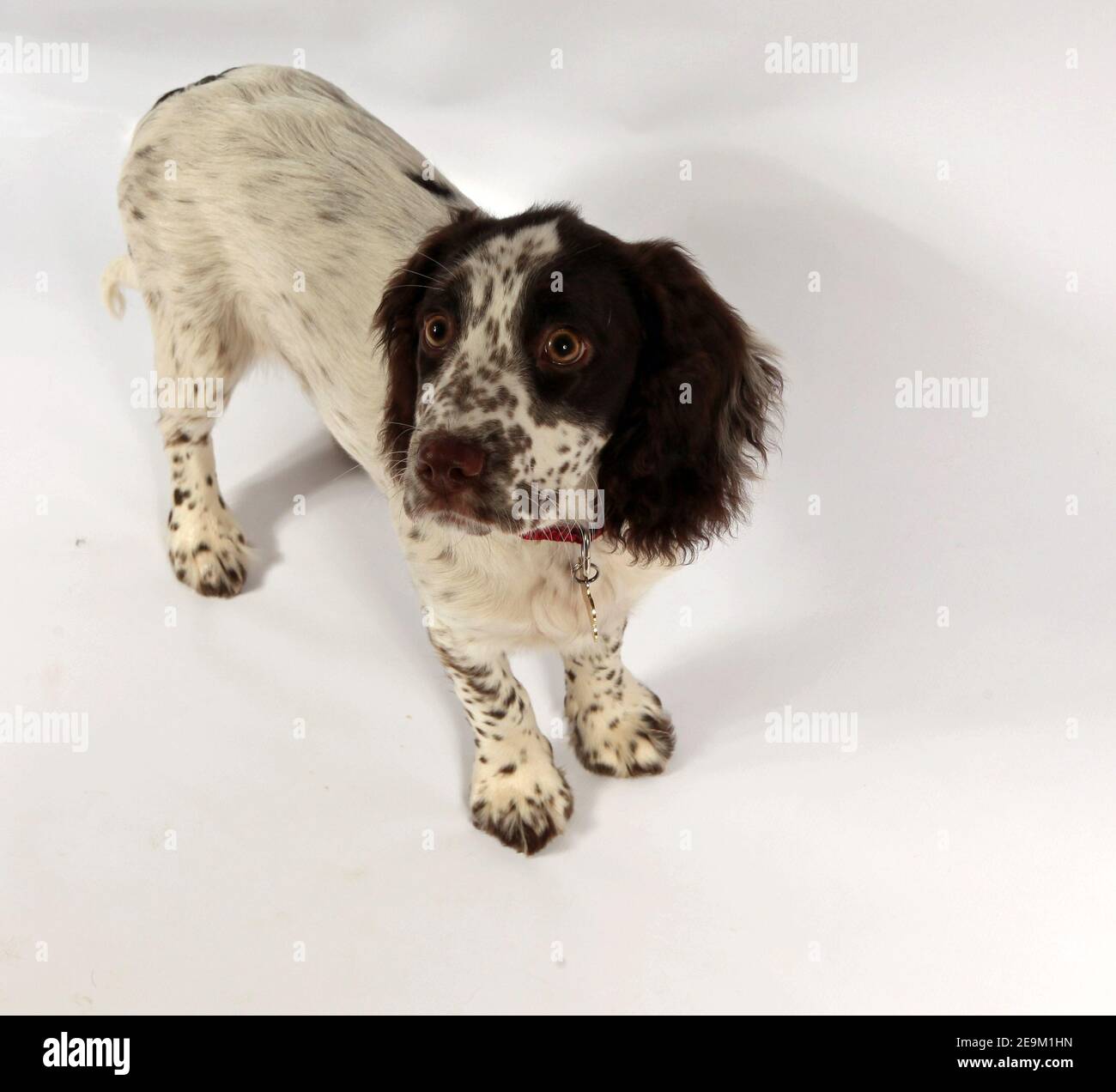 Young sprocker spaniel hi-res stock photography and images - Alamy