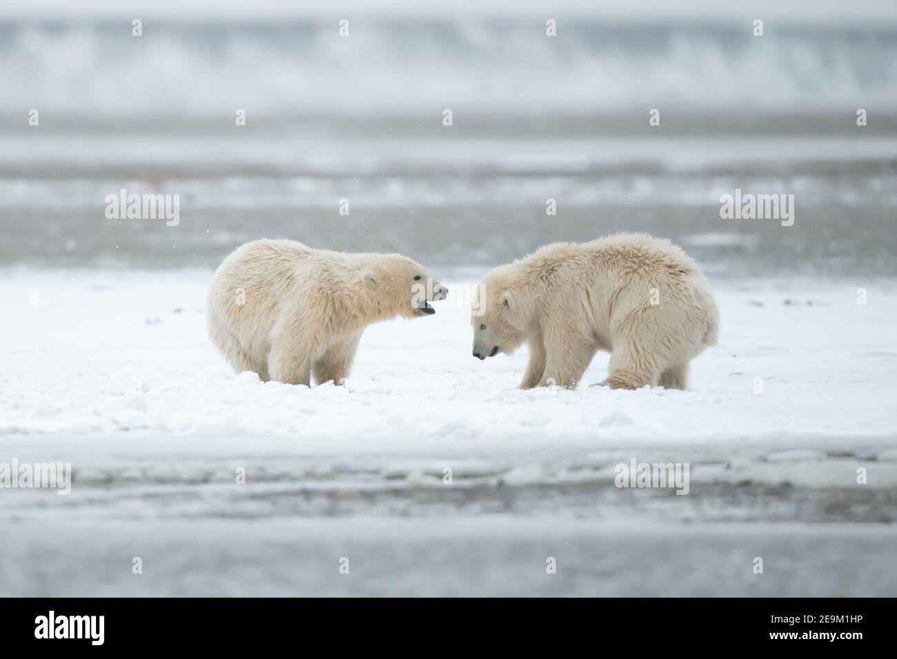 Polar bear (Ursus maritimus) in the Arctic Circle of Kaktovik, Alaska Stock Photo - Alamy