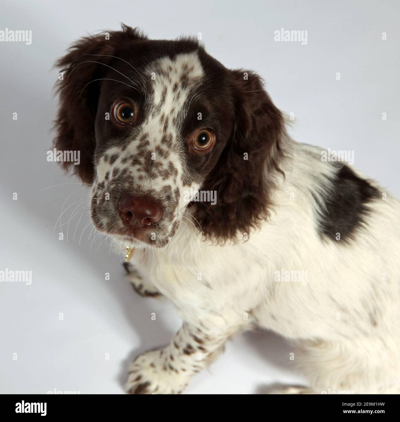Young sprocker spaniel hi-res stock photography and images - Alamy