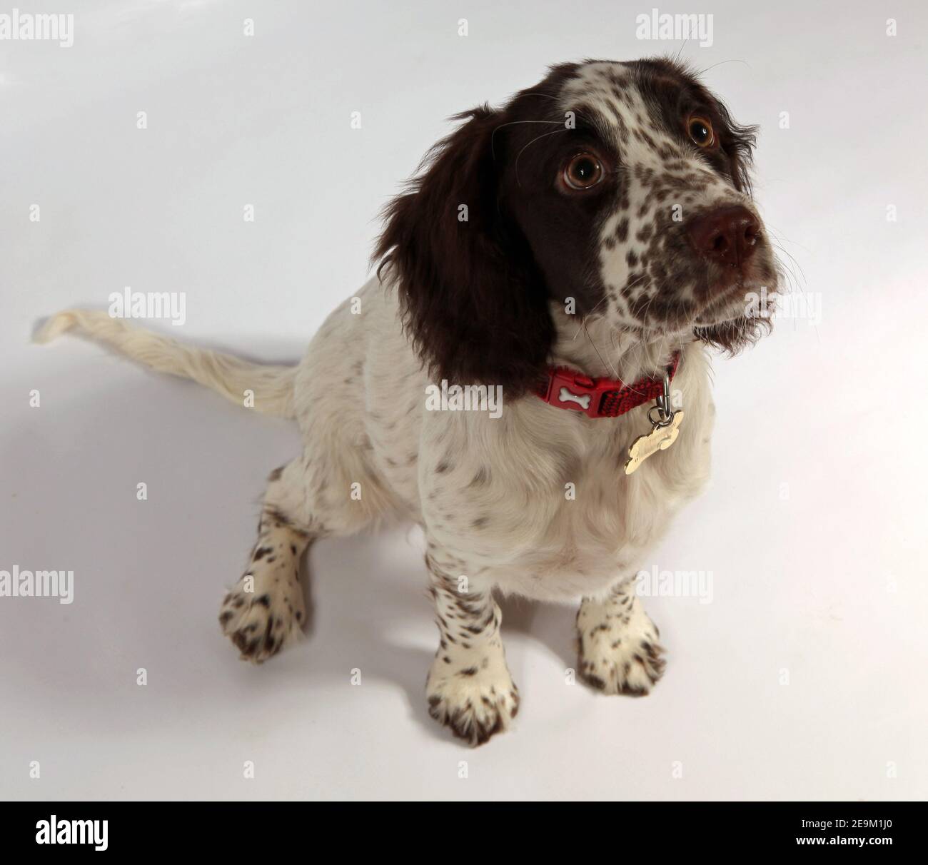 Young sprocker spaniel hi-res stock photography and images - Alamy