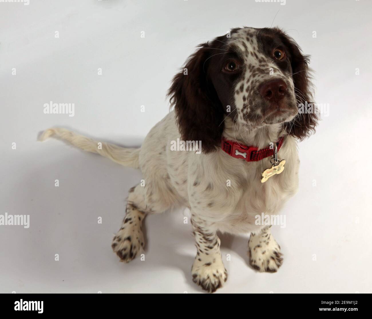 Young sprocker spaniel hi-res stock photography and images - Alamy