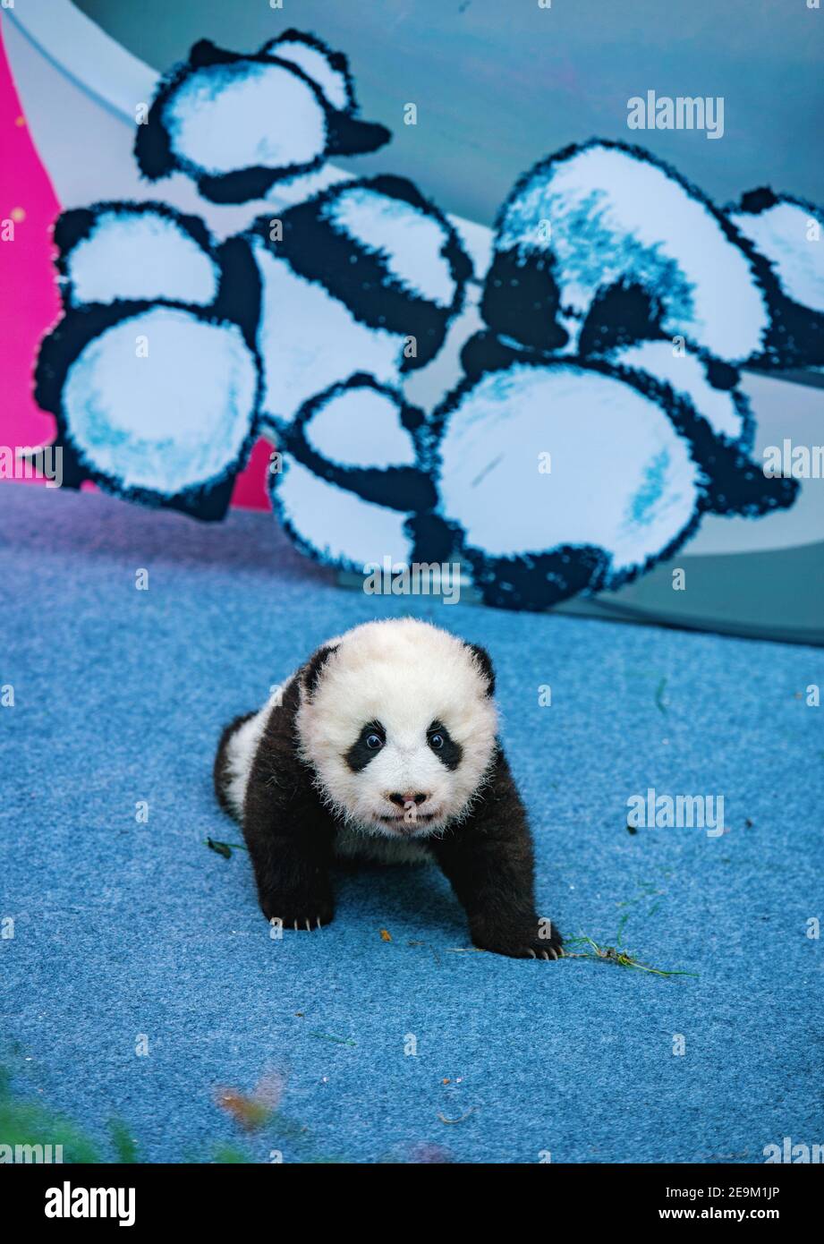 Ahead of Chinese lunar new year celebration, a group of 14 pandas born ...