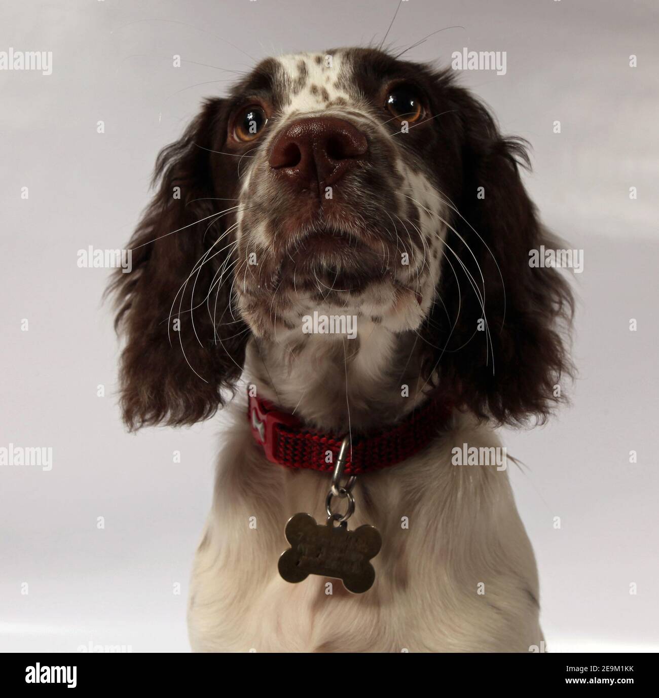 Young sprocker spaniel hi-res stock photography and images - Alamy