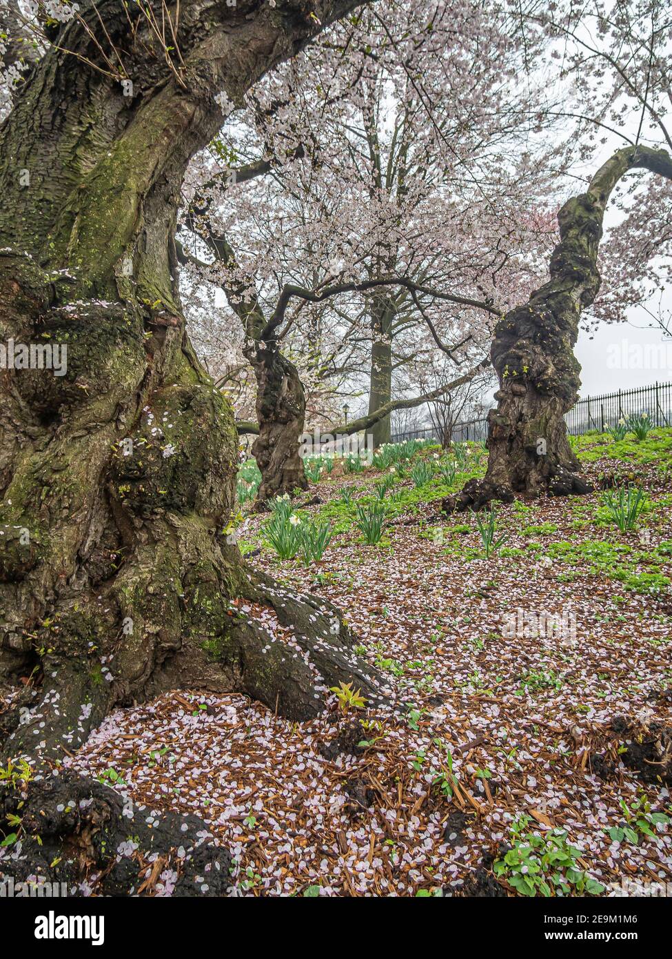 Spring in Central Park, New York City Stock Photo - Alamy