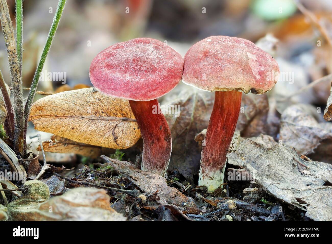 The Ruby Bolete (Hortiboletus rubellus) is an edible mushroom , an ...