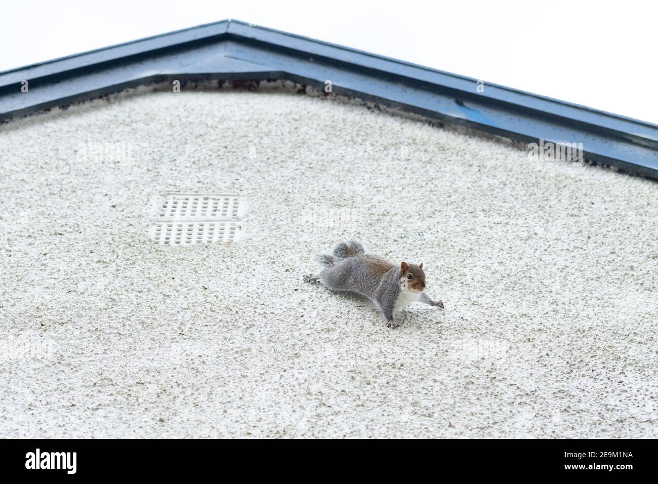 Squirrel running on vertical surface hi-res stock photography and ...