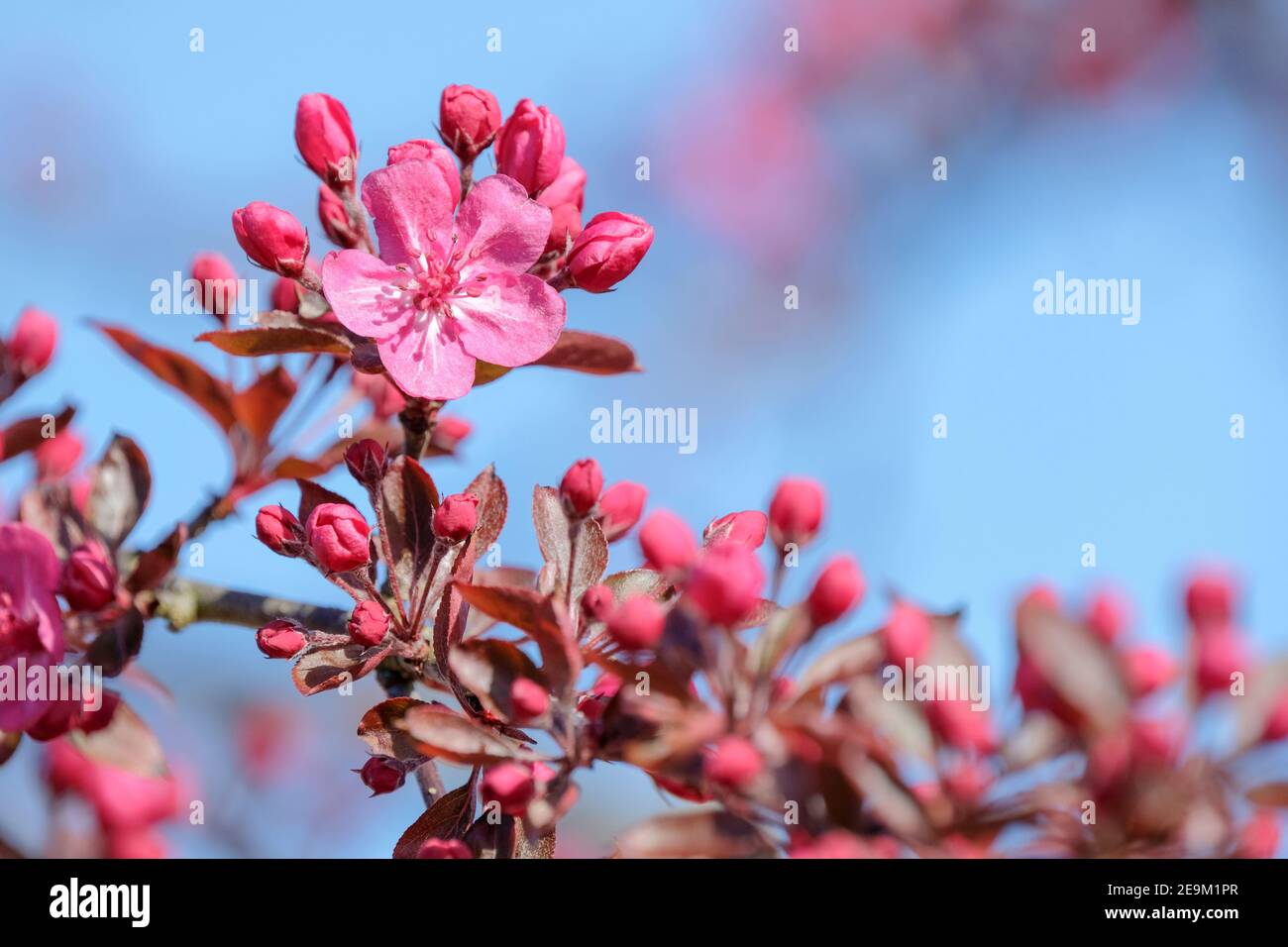Malus hupensis princeton cardinal hi-res stock photography and images ...