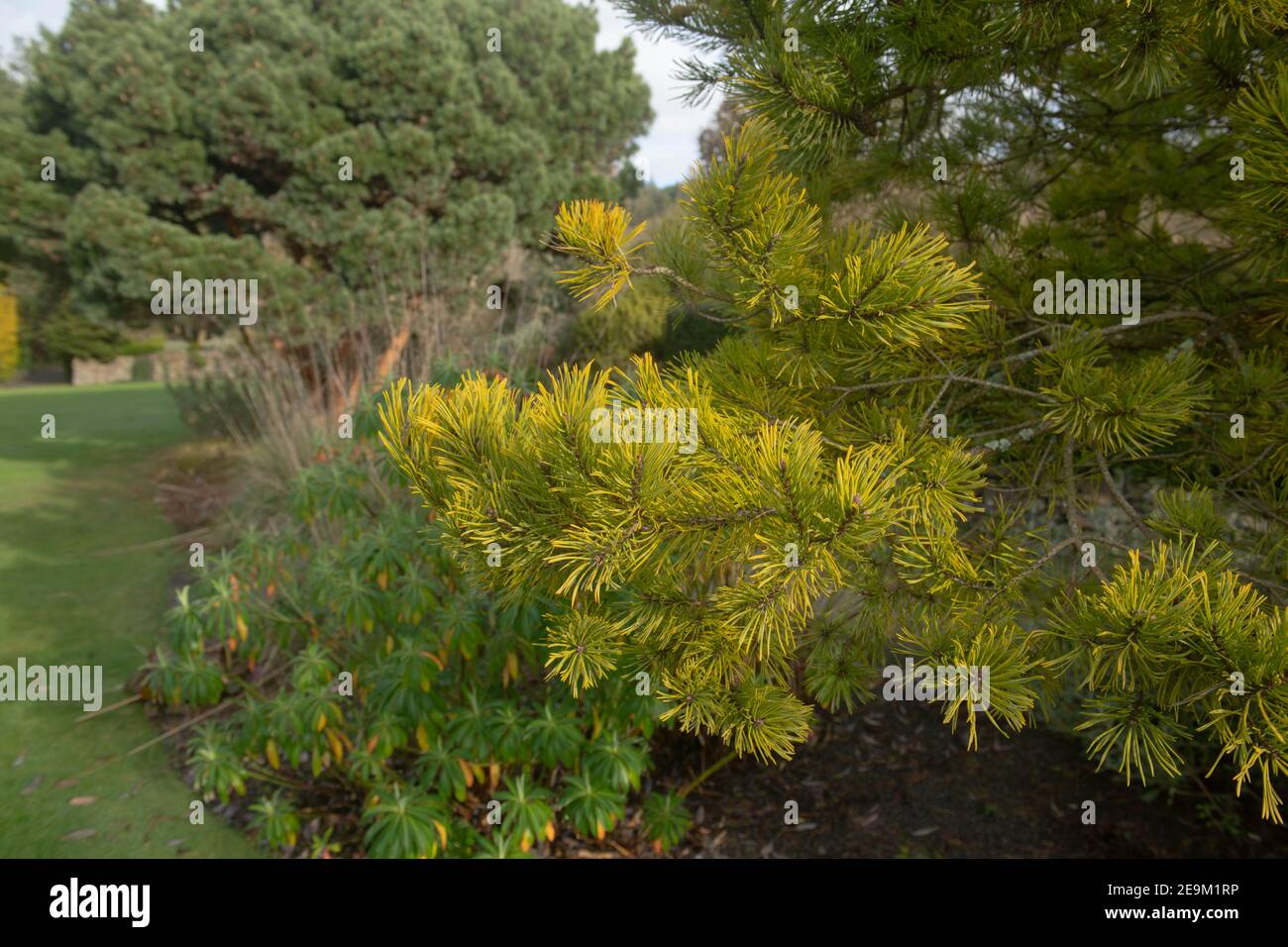 Bright Golden Yellow Winter Foliage of an Evergreen Scots Pine Shrub ...