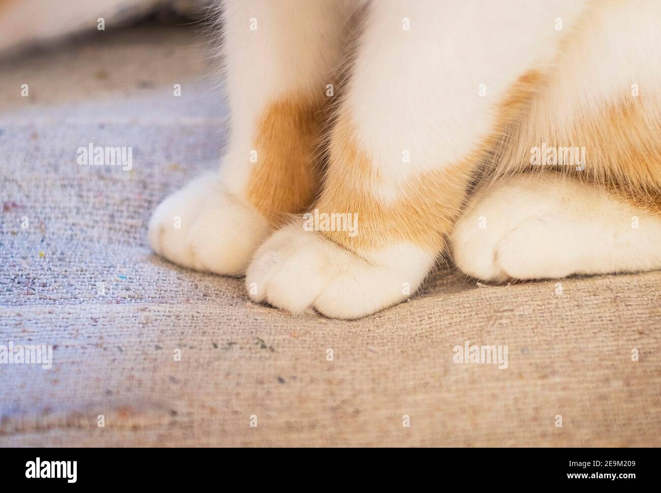 Cute soft cat's paws while sitting on the sofa Stock Photo - Alamy