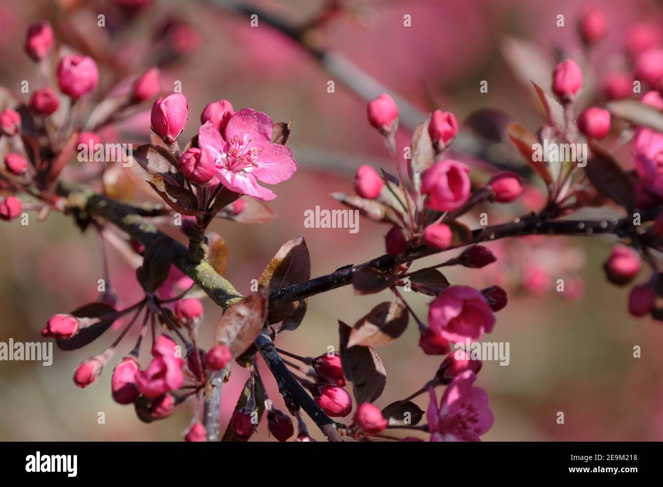 Malus hupensis princeton cardinal hi-res stock photography and images ...