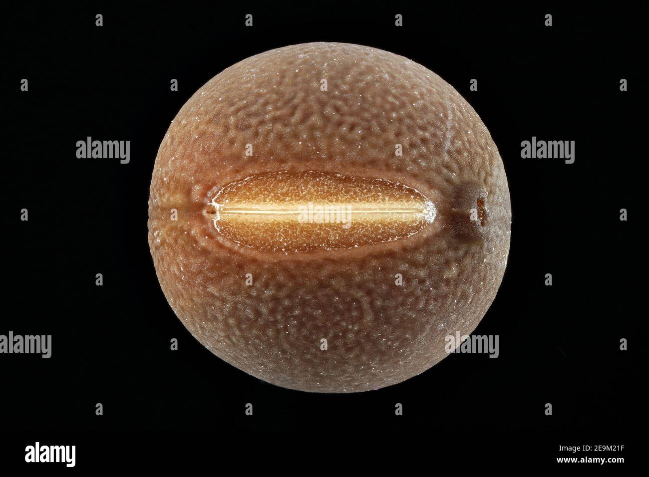 Lathyrus seed hi-res stock photography and images - Alamy