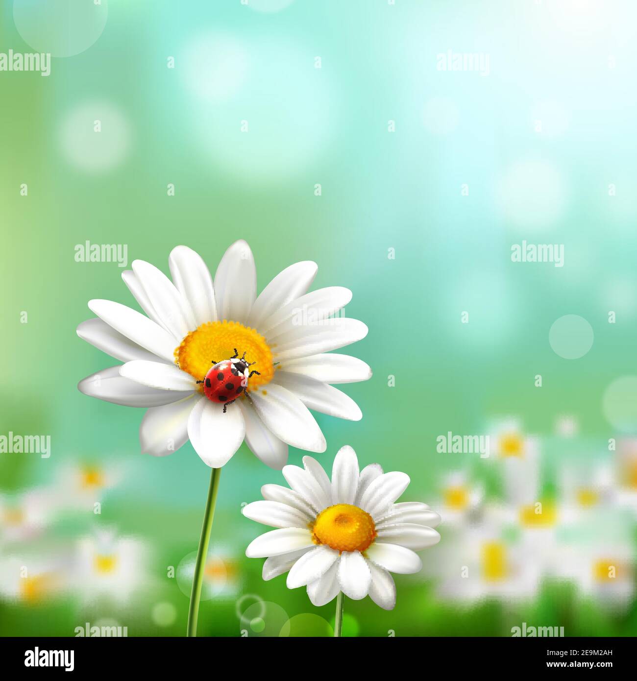 Summer meadow background with realistic daisy flower and ladybug vector ...