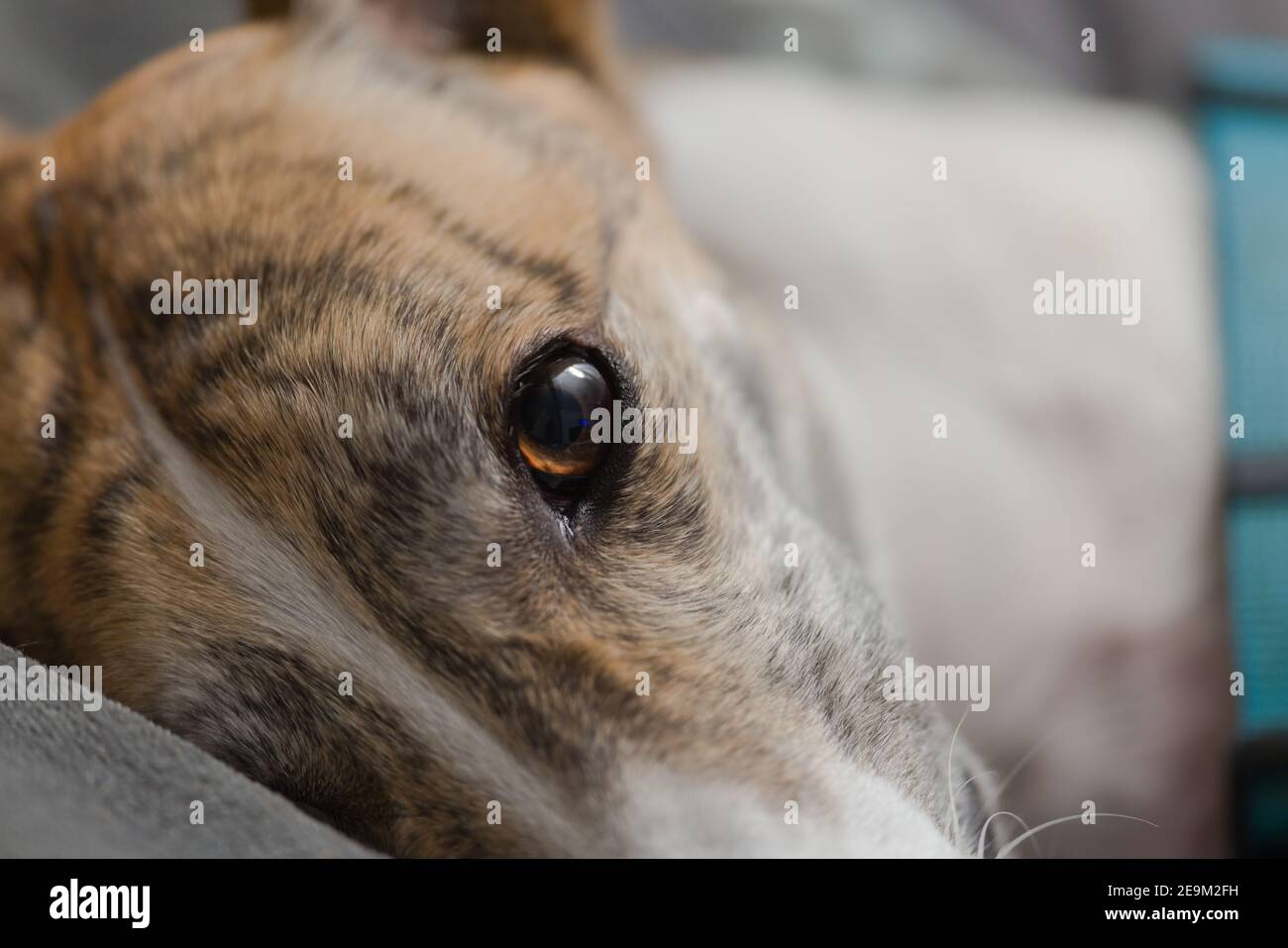 Pet greyhound super close up portrait. Extreme detail in her brown eye ...