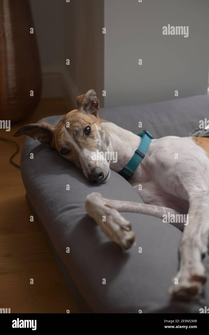 Adopted pet greyhound poses and looks at the camera as she lies on her ...