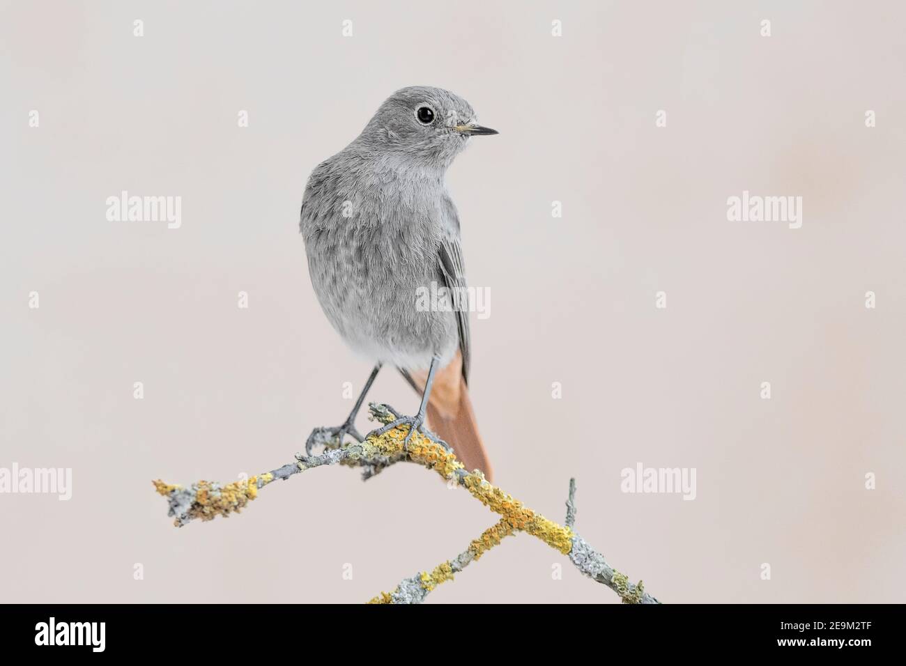 All the beauty of common Redstart female in spring season (Phoenicurus ...