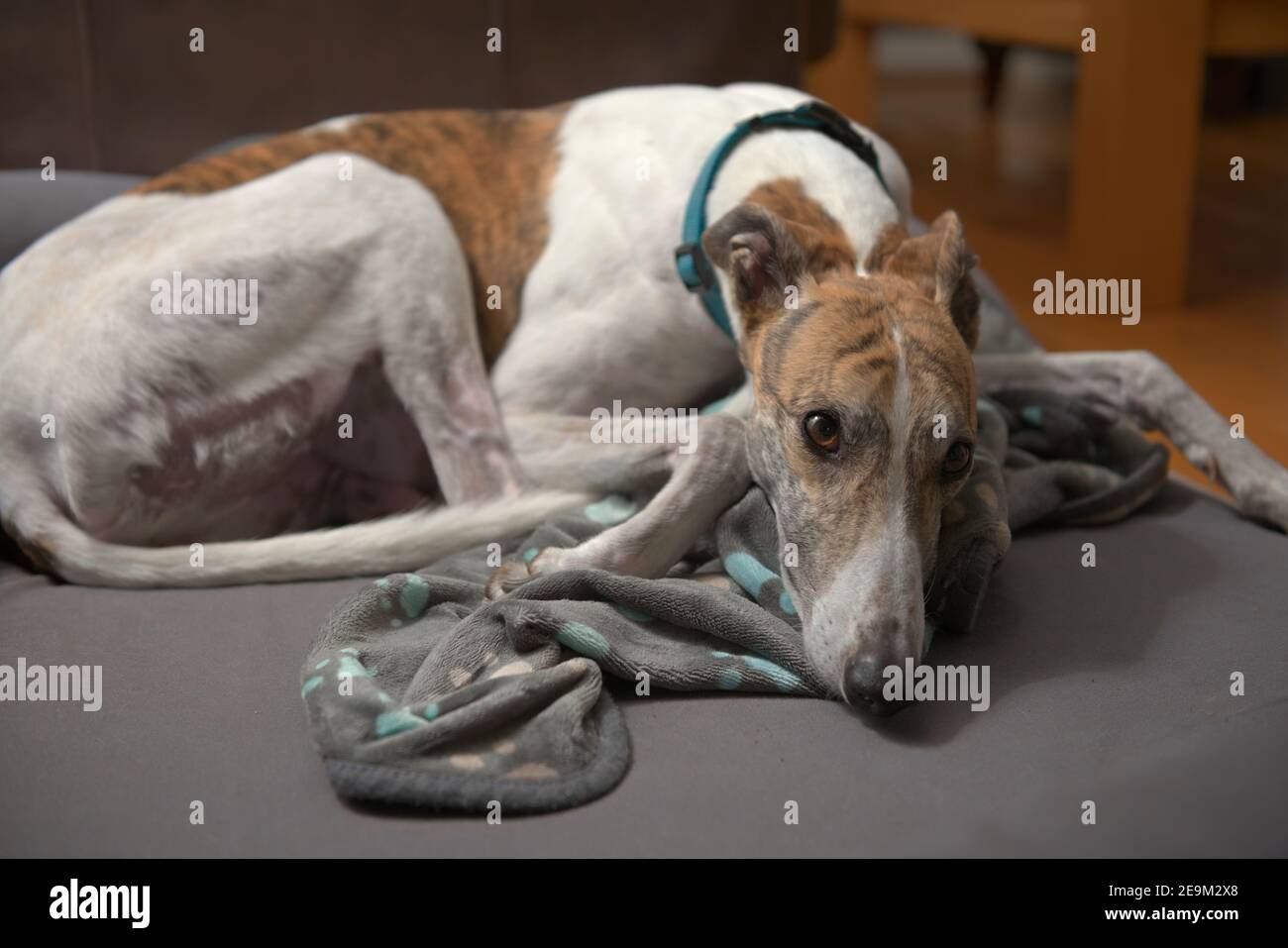Grey Greyhound Dogs