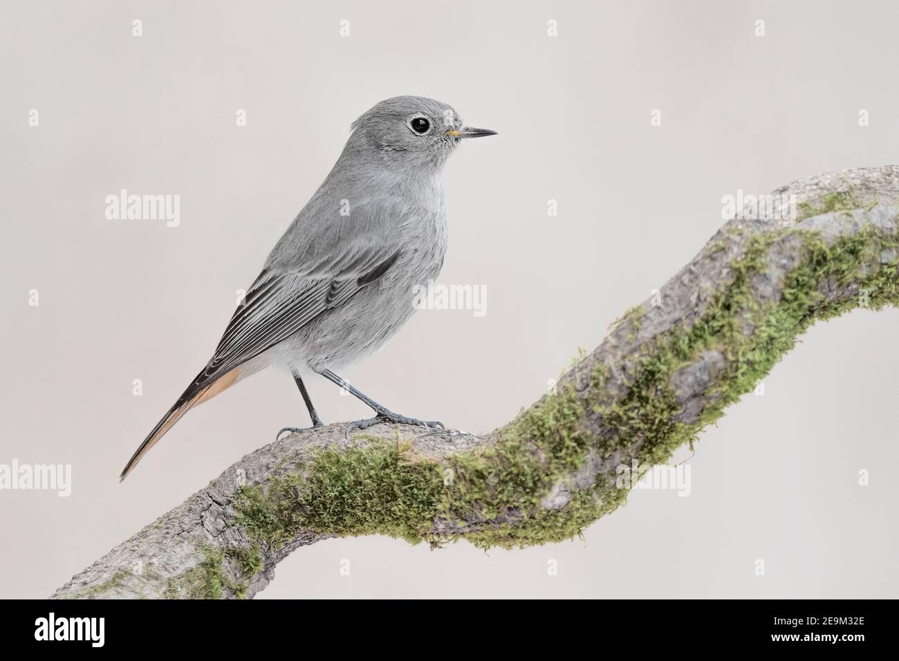 Common redstart female on branch (Phoenicurus phoenicurus Stock Photo ...